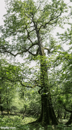 The Tree of Life Collection_ - Collection | OpenSea