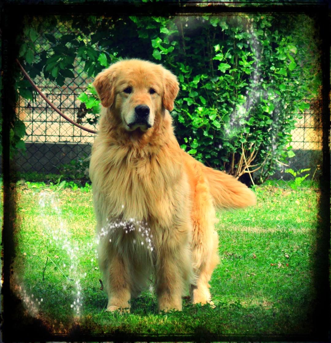 rich golden retriever - Collection | OpenSea