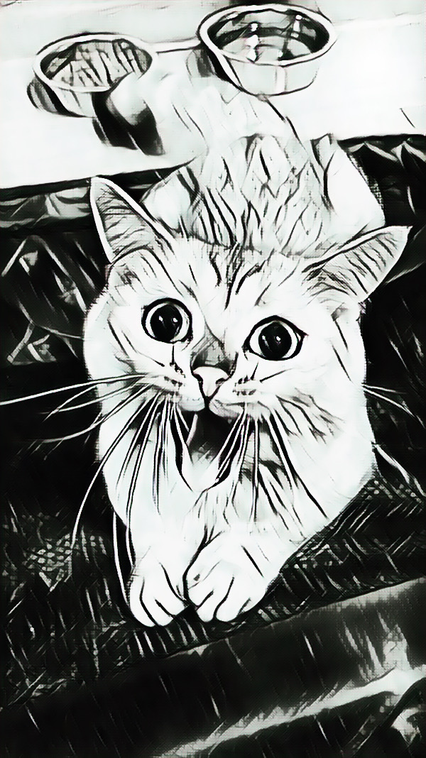 Spacecat . - Collection | OpenSea