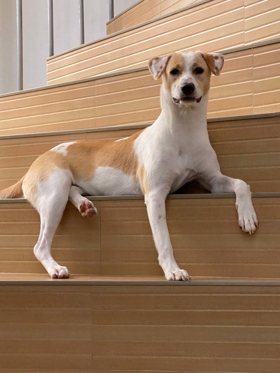 Erbe Doggos - Collection | OpenSea