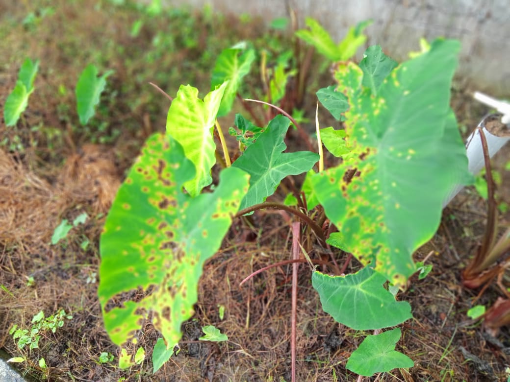 trees of Life - GBXY8nN5VR - Collection | OpenSea